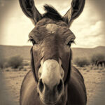 Dancing Mule Coffee Company - Springfield, MO